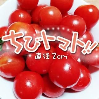 トマト - 珍しい野菜の種専門ショップ(固定種のみ) トマト - 珍しい野菜の種専門ショップ(固定種のみ)