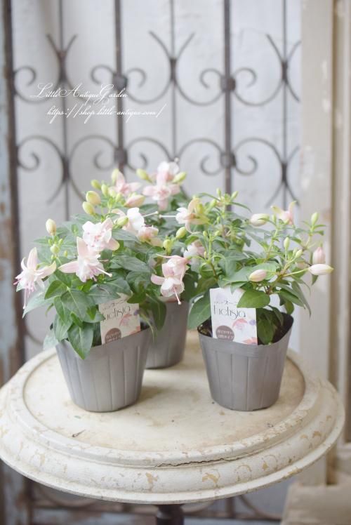 フクシア「プーニー・ブランカ」-LittleAntiqueGarden~リトル フクシア「プーニー・ブランカ」-LittleAntiqueGarden~リトル