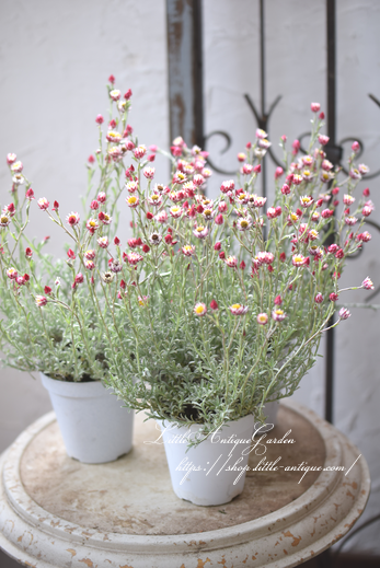 シンカルファ・ハートクイーン - LittleAntiqueGarden~リトル シンカルファ・ハートクイーン - LittleAntiqueGarden~リトル