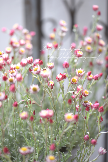 シンカルファ・ハートクイーン - LittleAntiqueGarden~リトル シンカルファ・ハートクイーン - LittleAntiqueGarden~リトル