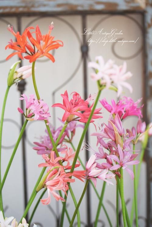 横山園芸ダイヤモンドリリー(ネリネ) LittleAntiqueGarden 横山園芸ダイヤモンドリリー(ネリネ) LittleAntiqueGarden