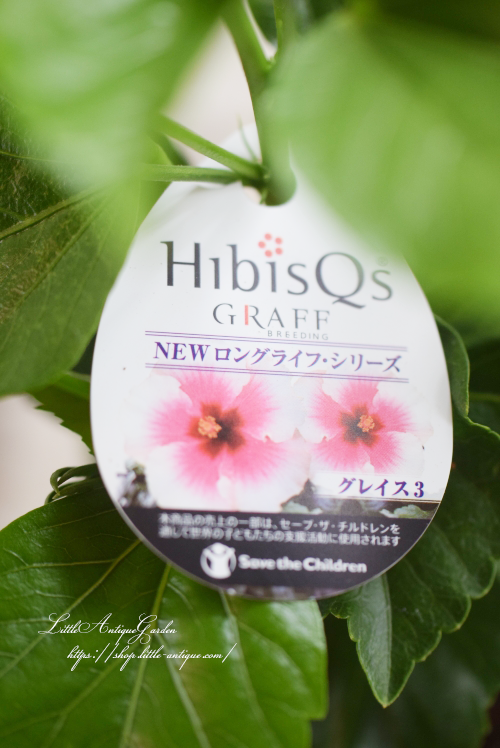 ハイビスカス・NEWロングライフシリーズ「グレイス ハイビスカス・NEWロングライフシリーズ「グレイス