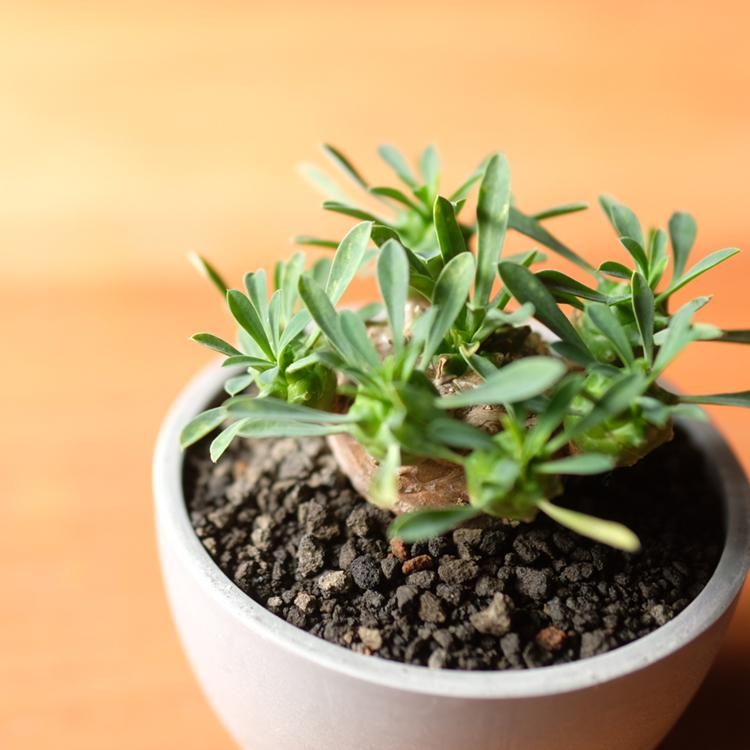 ユーフォルビア 峨眉山 鉢セット - 観葉植物・生花・ドライ ユーフォルビア 峨眉山 鉢セット - 観葉植物・生花・ドライ