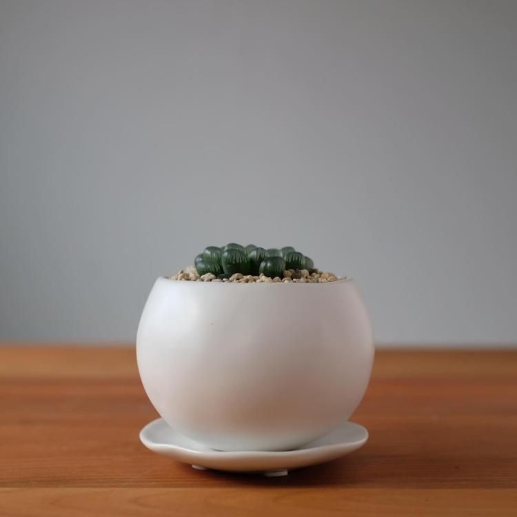 ハオルチア オブツーサ OB-1 鉢セット - 観葉植物・生花・ドライ ハオルチア オブツーサ OB-1 鉢セット - 観葉植物・生花・ドライ