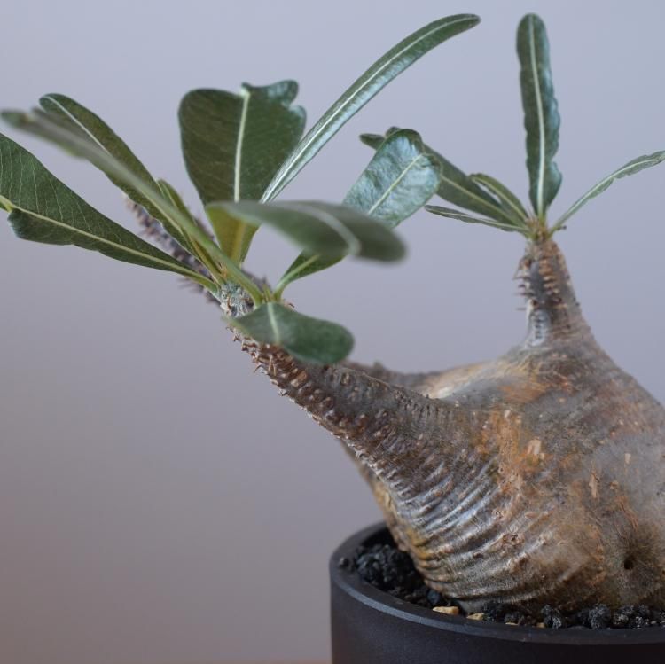 パキポディウム グラキリス 現地球 8 - 観葉植物・生花・ドライ パキポディウム グラキリス 現地球 8 - 観葉植物・生花・ドライ