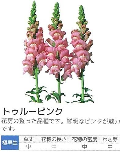 メリーランド トゥルーピンク - オガワのタネ オンラインショップ メリーランド トゥルーピンク - オガワのタネ オンラインショップ