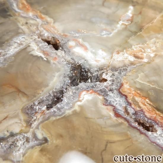 ペトリファイドウッド(珪化木)のスライス No.8 - cute stone - ペトリファイドウッド(珪化木)のスライス No.8 - cute stone -