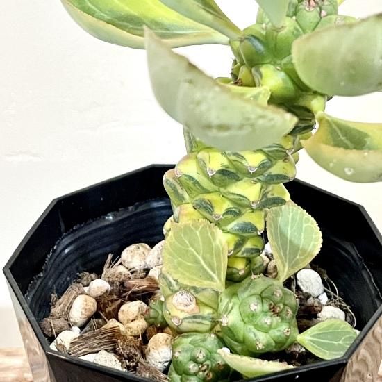 Monadenium ritchiei f. variegata モナデニウム リチェイ 錦 4 Monadenium ritchiei f. variegata モナデニウム リチェイ 錦 4