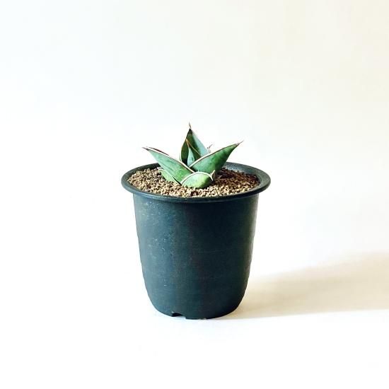 Sansevieria Pinguiculaサンスベリア ピングイキュラ 3号 置き鉢 Sansevieria Pinguiculaサンスベリア ピングイキュラ 3号 置き鉢