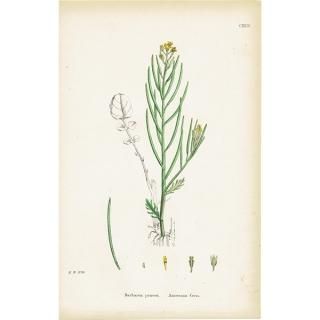 ボタニカルアート(植物画)Botanical アンティーク ボタニカルアート(植物画)Botanical アンティーク