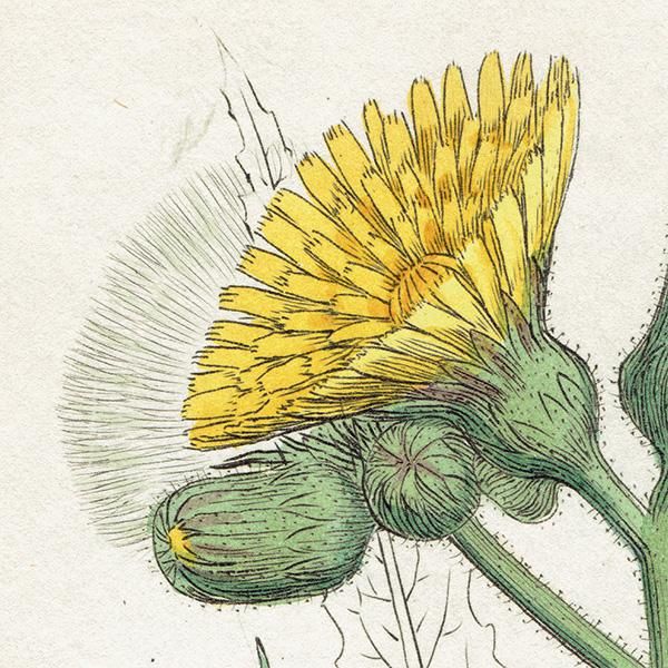 イギリス アンティーク ボタニカルアート/植物画 銅版画 SONCHUS イギリス アンティーク ボタニカルアート/植物画 銅版画 SONCHUS