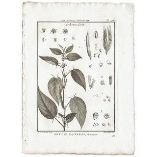 ボタニカルアート(植物画)Botanical アンティーク ボタニカルアート(植物画)Botanical アンティーク