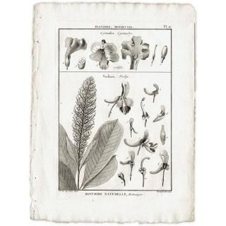 ボタニカルアート(植物画)Botanical アンティーク ボタニカルアート(植物画)Botanical アンティーク