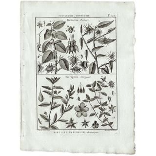 ボタニカルアート(植物画)Botanical アンティーク ボタニカルアート(植物画)Botanical アンティーク
