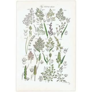 ボタニカルアート(植物画)Botanical アンティーク ボタニカルアート(植物画)Botanical アンティーク