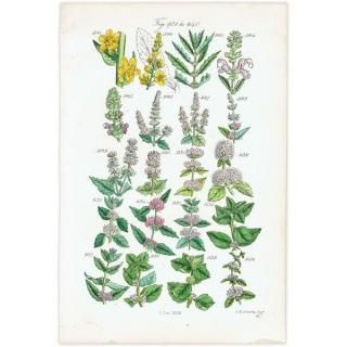 ボタニカルアート(植物画)Botanical アンティーク ボタニカルアート(植物画)Botanical アンティーク