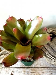 Neoregelia ネオレゲリア - Frontier Plants ONLINE STORE Neoregelia ネオレゲリア - Frontier Plants ONLINE STORE