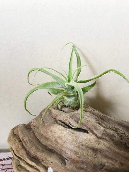 チランジア・ディグエティー T. diguetii - Frontier Plants チランジア・ディグエティー T. diguetii - Frontier Plants