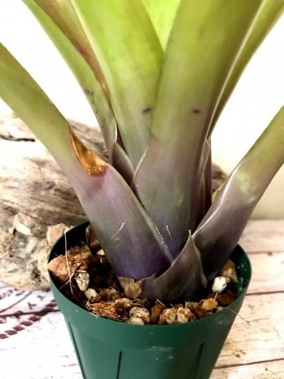 現品】ネオレゲリア・スーパーボール Neoregelia Superball 現品】ネオレゲリア・スーパーボール Neoregelia Superball