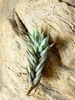 ディアフォランテマ亜属 - Frontier Plants ONLINE STORE ディアフォランテマ亜属 - Frontier Plants ONLINE STORE