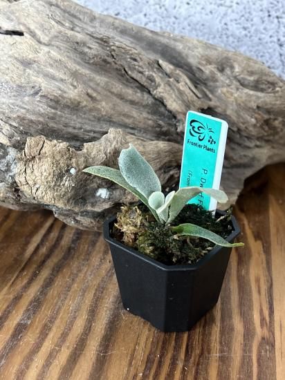現品】ビカクシダ・ドワーフFSQ 子株 Platycerium Dwarf FSQ 現品】ビカクシダ・ドワーフFSQ 子株 Platycerium Dwarf FSQ
