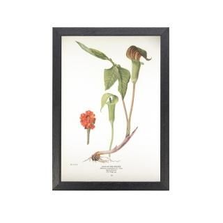 1924年代 アメリカ アンティーク ボタニカル アート 植物画 1924年代 アメリカ アンティーク ボタニカル アート 植物画