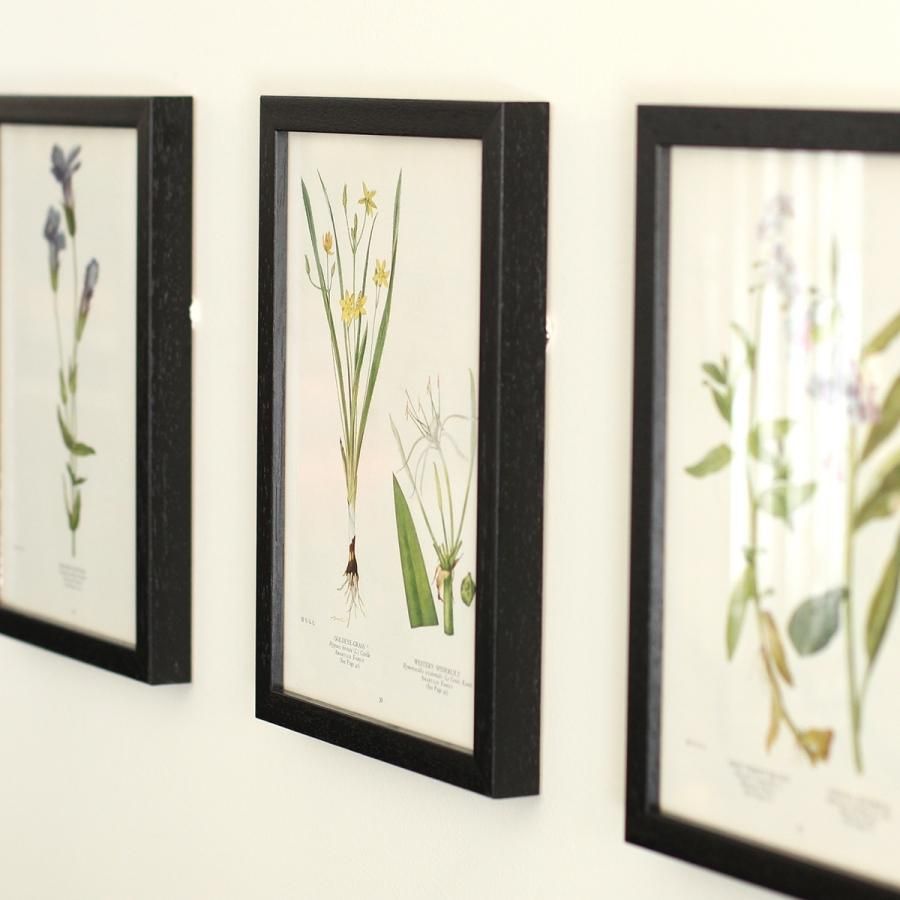 1924年代 アメリカ アンティーク ボタニカル アート 植物画 1924年代 アメリカ アンティーク ボタニカル アート 植物画