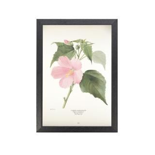 1924年代 アメリカ アンティーク ボタニカル アート 植物画 1924年代 アメリカ アンティーク ボタニカル アート 植物画