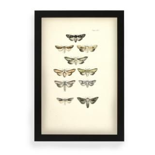 1924年代 アメリカ アンティーク ボタニカル アート 植物画 1924年代 アメリカ アンティーク ボタニカル アート 植物画
