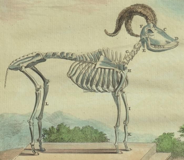 1775年 Buffon 一般と個別の博物誌 ウシ科 ヤギ属 アンゴラヤギ 1775年 Buffon 一般と個別の博物誌 ウシ科 ヤギ属 アンゴラヤギ