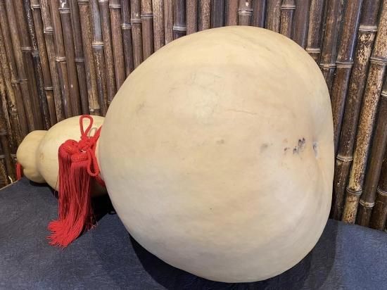 天然ひょうたん(超特大)口太 68cm【現品限り】 天然ひょうたん(超特大)口太 68cm【現品限り】
