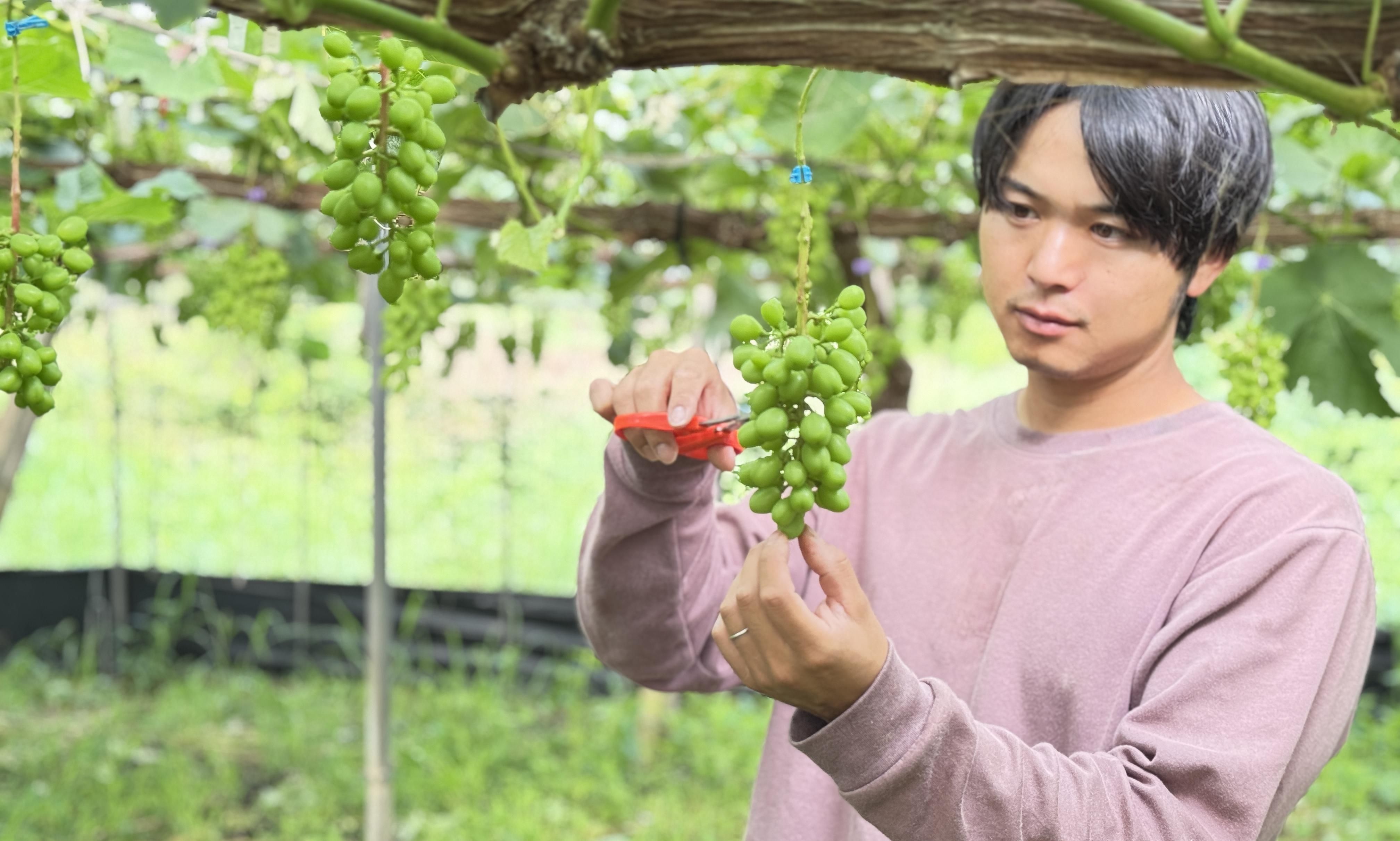 ぶどう農園 Nini farm オンラインショップ