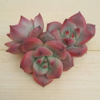 多肉植物 韓国苗の販売・通販サイト -Jewel-like Succulents 多肉植物 韓国苗の販売・通販サイト -Jewel-like Succulents