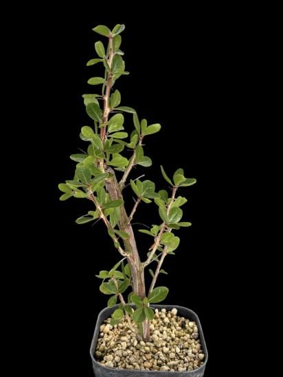 Fouquieria fasciculata - SABOSABO STORE Fouquieria fasciculata - SABOSABO STORE