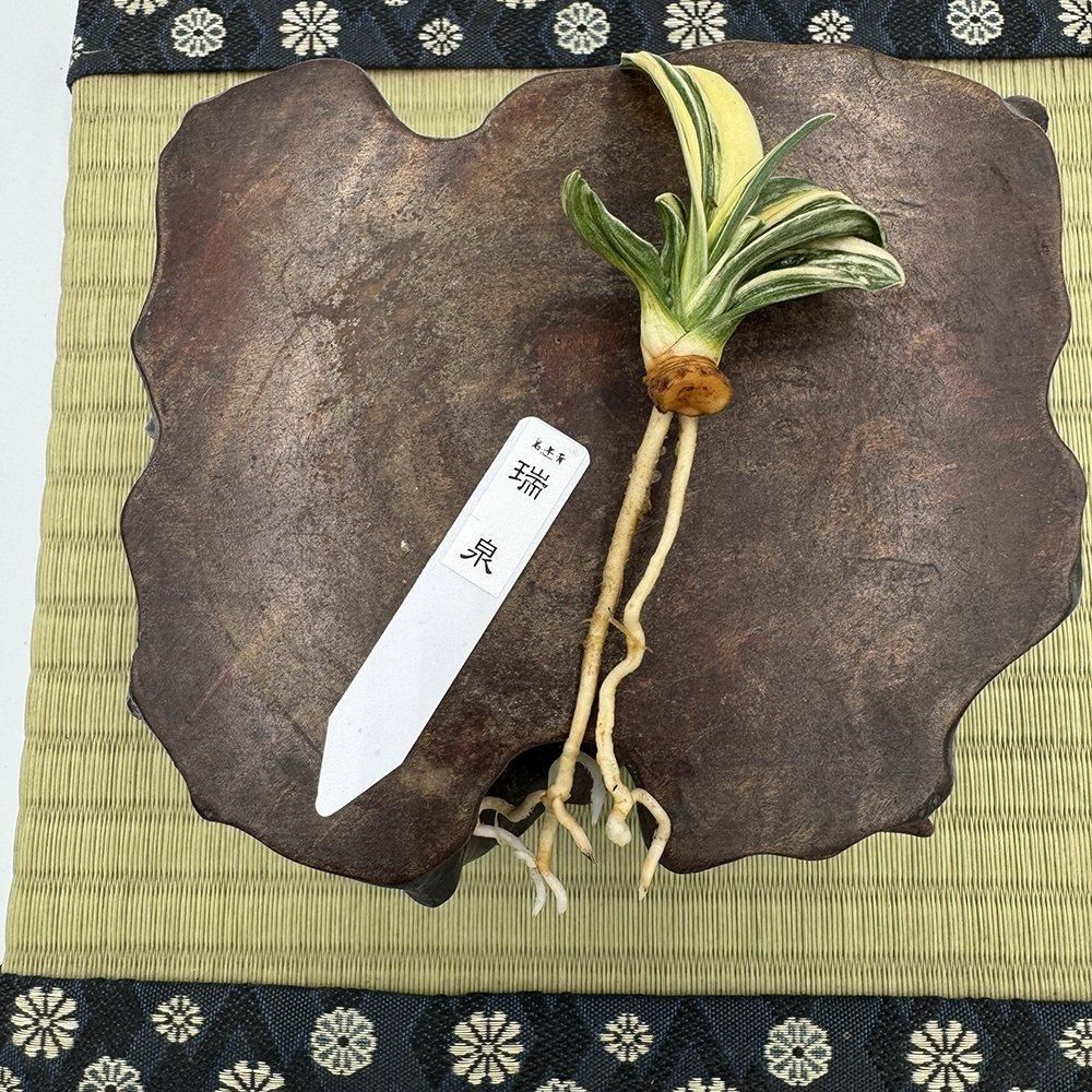 r43 瑞泉(ずいせん)【縞覆輪最上柄🌱】【2才苗】 - 田哲園 r43 瑞泉(ずいせん)【縞覆輪最上柄🌱】【2才苗】 - 田哲園