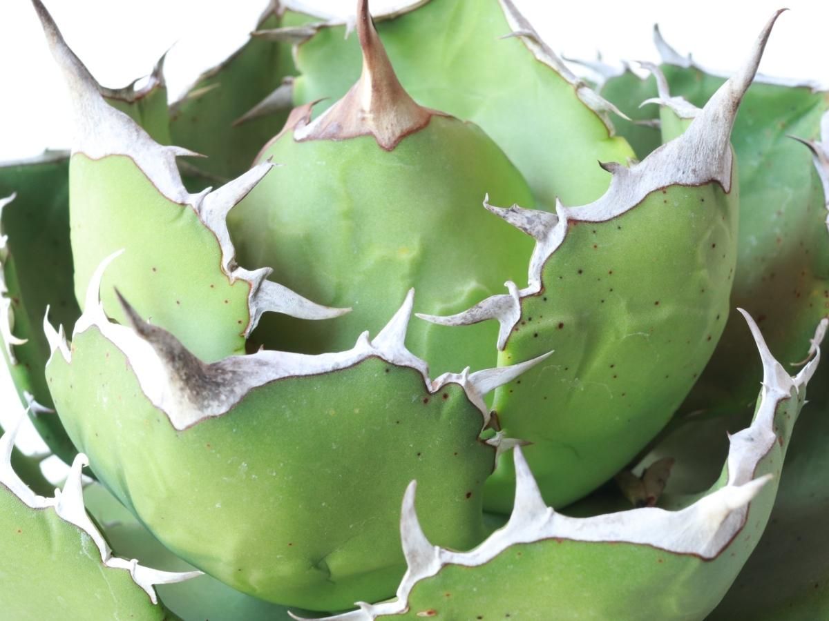 Agave titanota Rose/01ーアガベ・チタノタ・ローズーA230285 Agave titanota Rose/01ーアガベ・チタノタ・ローズーA230285