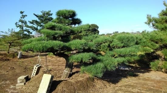 松 (赤松・黒松・五葉松・黄金松)販売 ~植木Market~ 松 (赤松・黒松・五葉松・黄金松)販売 ~植木Market~