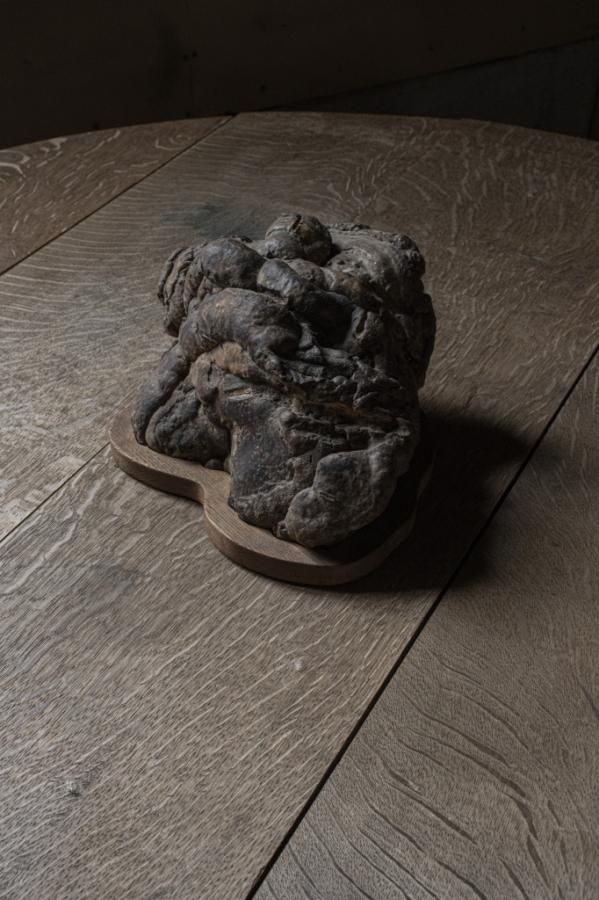 木の瘤 木の瘤