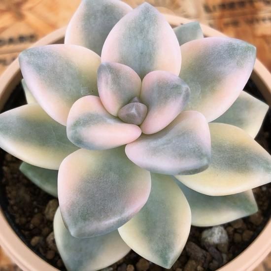 クラプトベリア ティテュバンス錦 - 多肉植物 人気の多肉植物 多 クラプトベリア ティテュバンス錦 - 多肉植物 人気の多肉植物 多