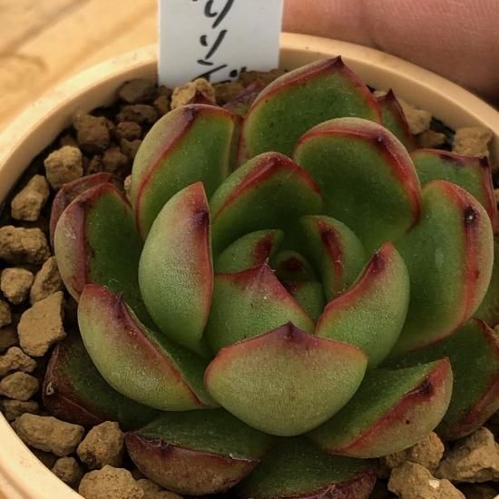 エケベリア ポリリンゼアナ - 多肉植物 人気の多肉植物 多種類の エケベリア ポリリンゼアナ - 多肉植物 人気の多肉植物 多種類の