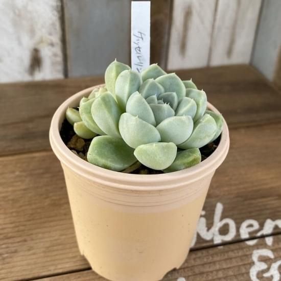 ケッセルリンギアナ 現物商品 - 多肉植物 人気の多肉植物 多種類 ケッセルリンギアナ 現物商品 - 多肉植物 人気の多肉植物 多種類