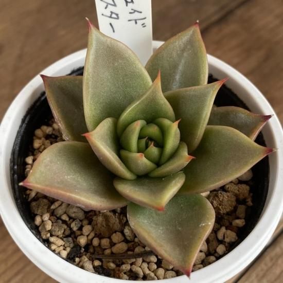 ジェイドスター 現物商品 - 多肉植物 人気の多肉植物 多種類の ジェイドスター 現物商品 - 多肉植物 人気の多肉植物 多種類の