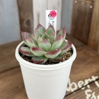 優木園 - 多肉植物 人気の多肉植物 多種類の多肉植物通販専門店 優木園 - 多肉植物 人気の多肉植物 多種類の多肉植物通販専門店