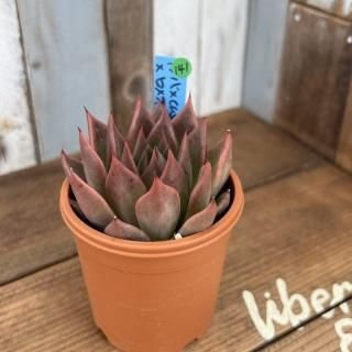 おらいさんで生産された多肉植物商品一覧ページ|多肉植物通販 おらいさんで生産された多肉植物商品一覧ページ|多肉植物通販