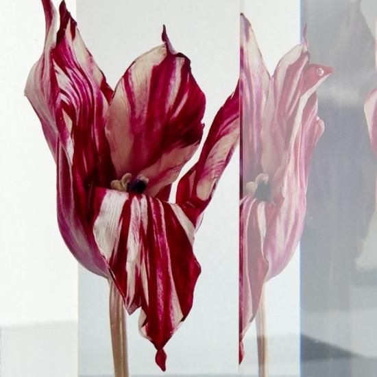 Takao Inoue / Rare Tulip Objet d'Art - NICK WHITE Takao Inoue / Rare Tulip Objet d'Art - NICK WHITE