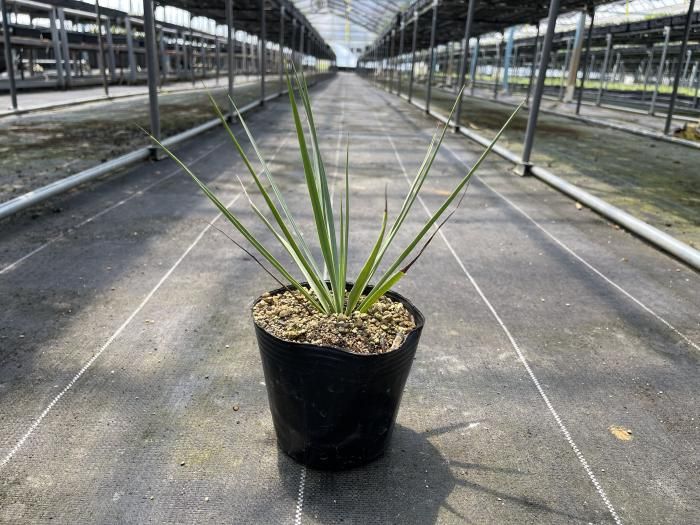 Yucca rigida ユッカ リギダ 1株 - アグリューム Yucca rigida ユッカ リギダ 1株 - アグリューム