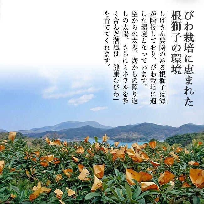 びわの葉 送料無料 25枚入 無農薬 びわ茶 びわの葉茶 びわの葉 びわの葉 送料無料 25枚入 無農薬 びわ茶 びわの葉茶 びわの葉