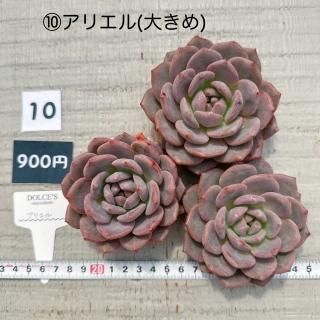 カット苗 - 多肉植物販売 DOLCE'S -succulent- | ドルチェ苗 カット苗 - 多肉植物販売 DOLCE'S -succulent- | ドルチェ苗
